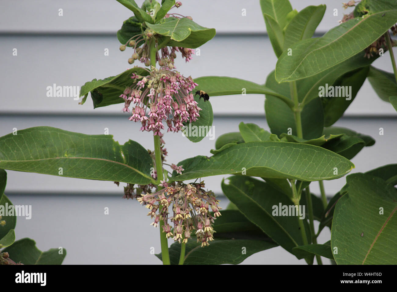 A bumblebee gathering pollen from flowers on a Common Milkweed plant in ...
