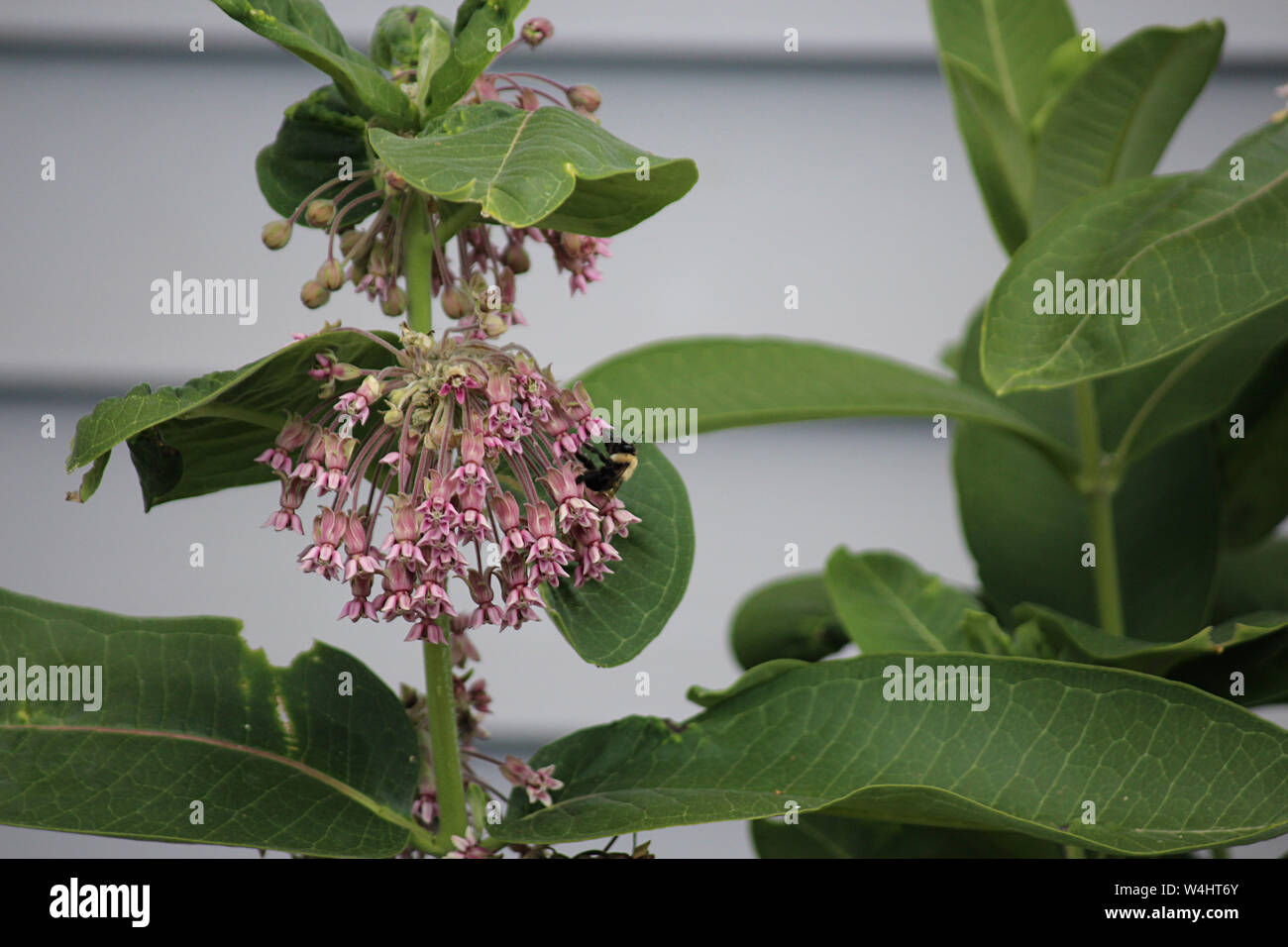 Close up of a bumblebee gathering pollen from flowers on a Common ...