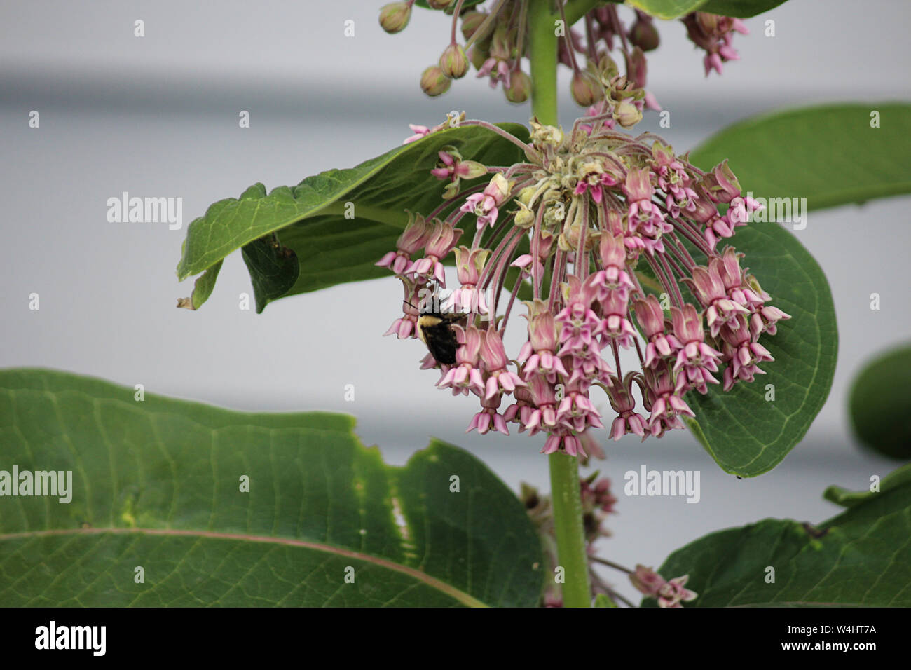 Close up of a bumblebee gathering pollen from flowers on a Common ...