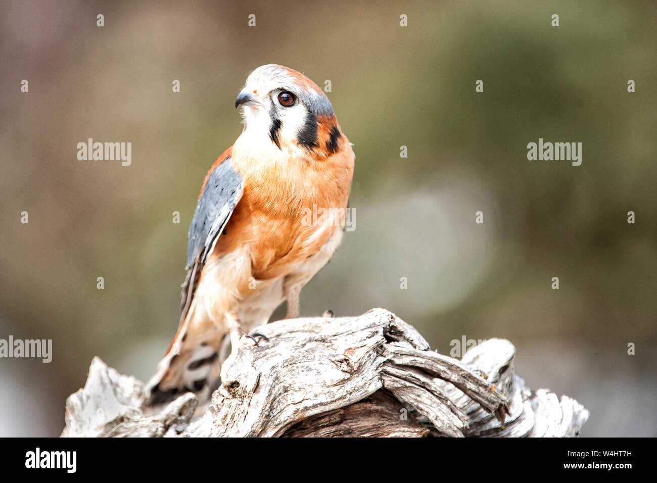 North America; United States; Montana; Wildlife; Birds; Predatory ...