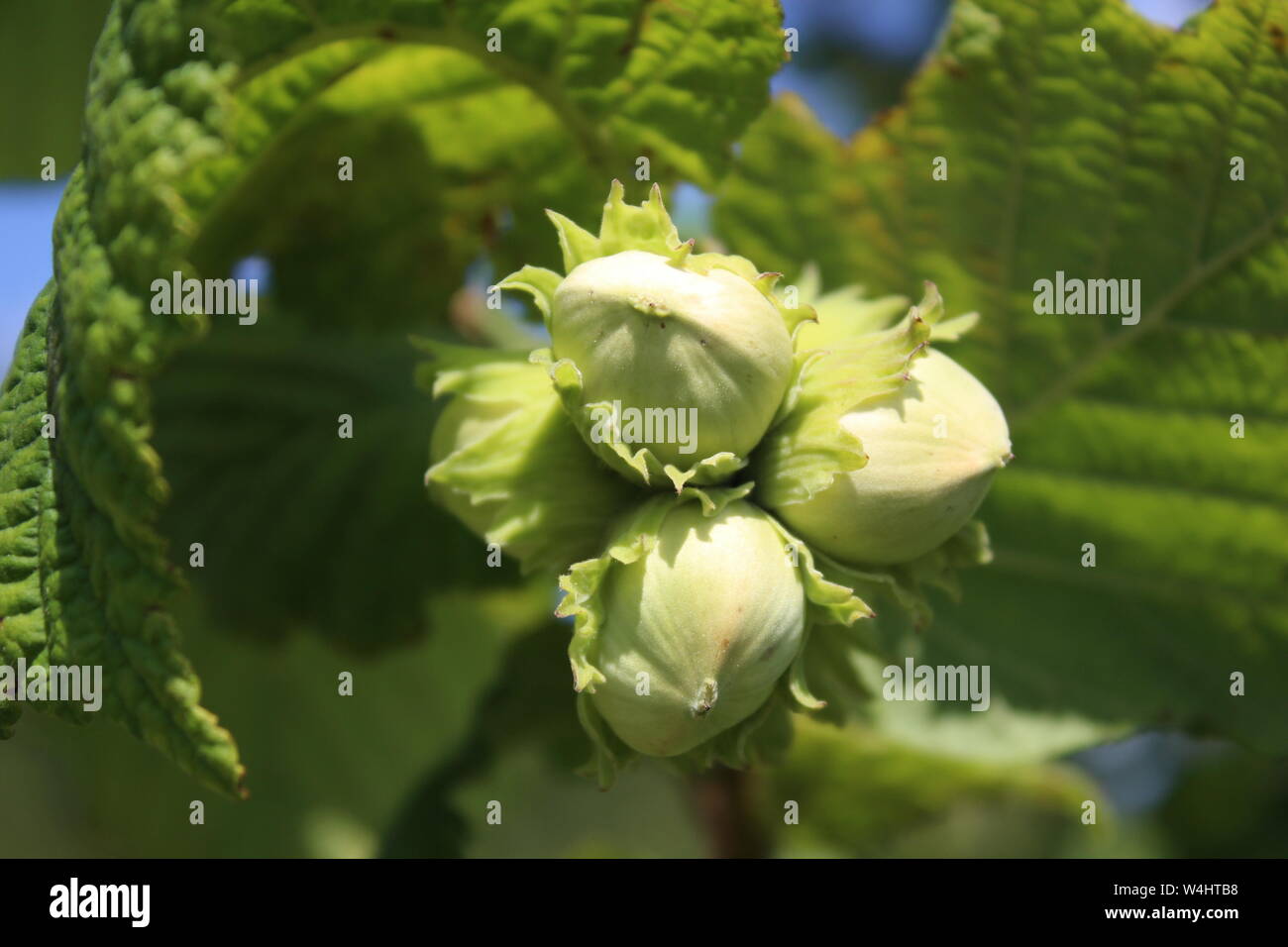 Hazelnuts tree hi-res stock photography and images - Alamy