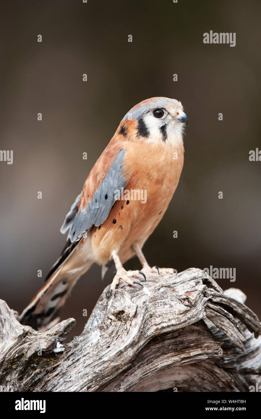 North America; United States; Montana; Wildlife; Birds; Predatory ...