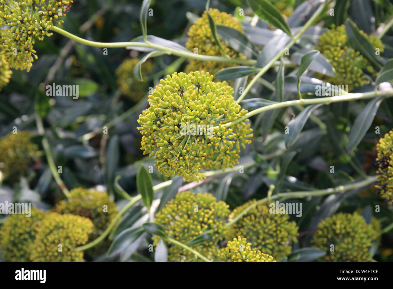 Close up of a group of yellow Allium flower heads getting ready to ...