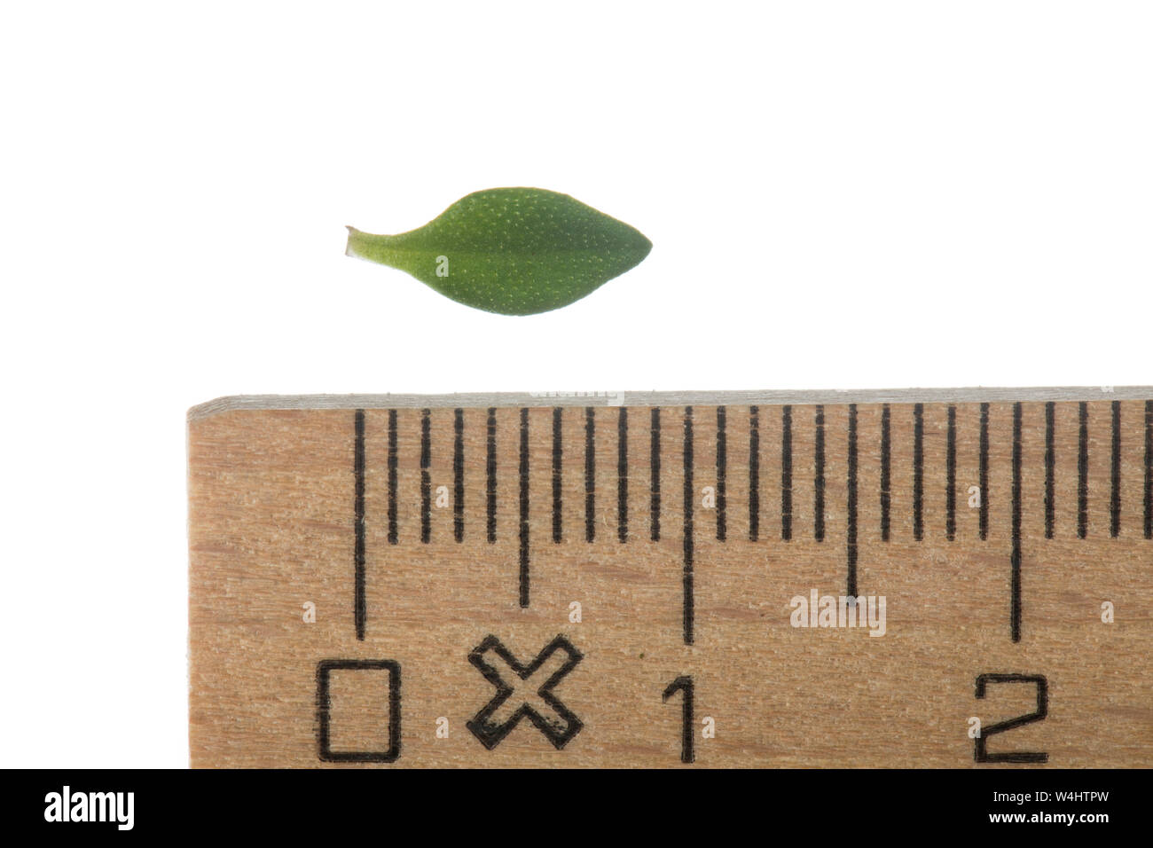 Thyme cut out hi-res stock photography and images - Alamy