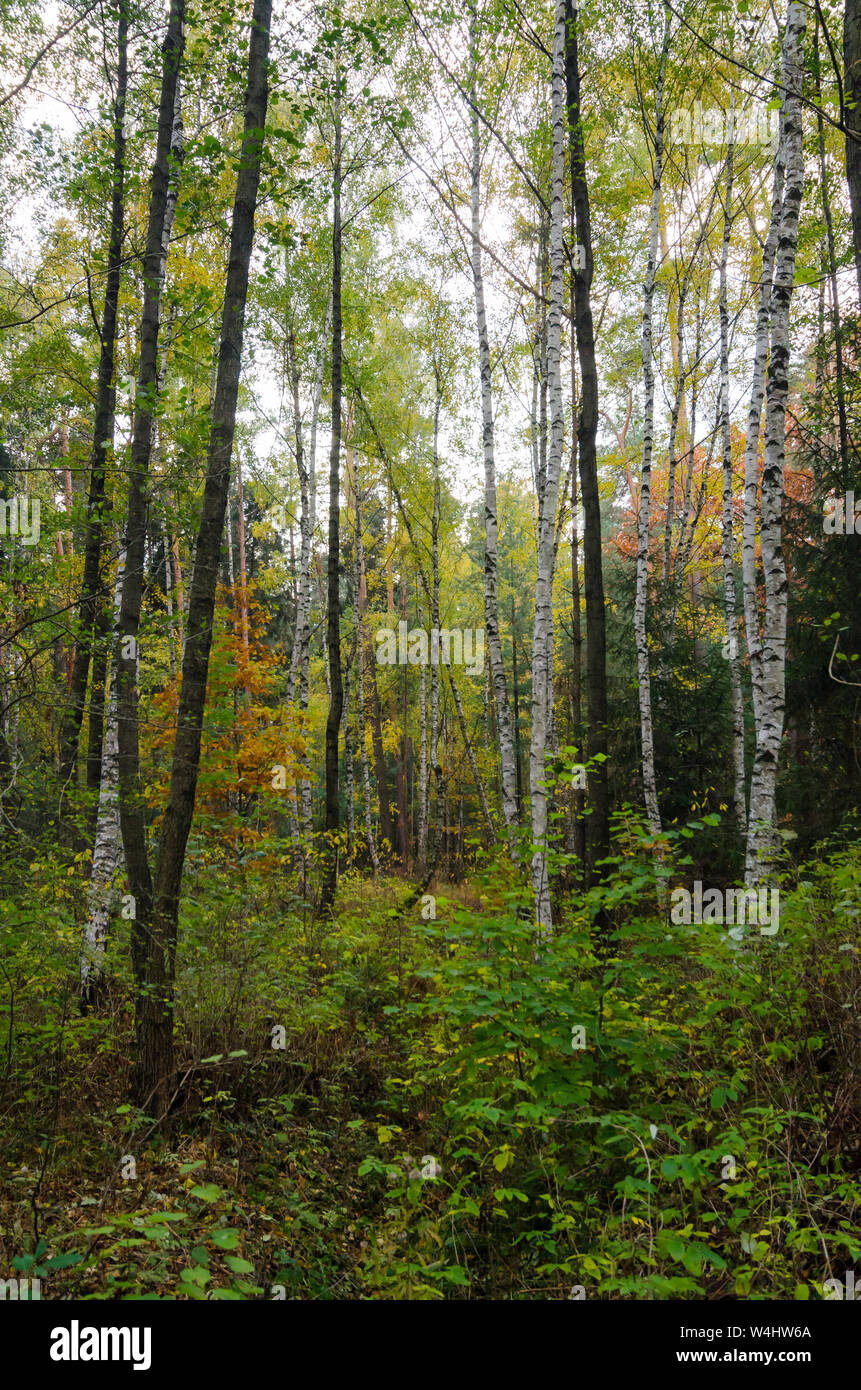 Trees in the forest with green growth Stock Photo - Alamy