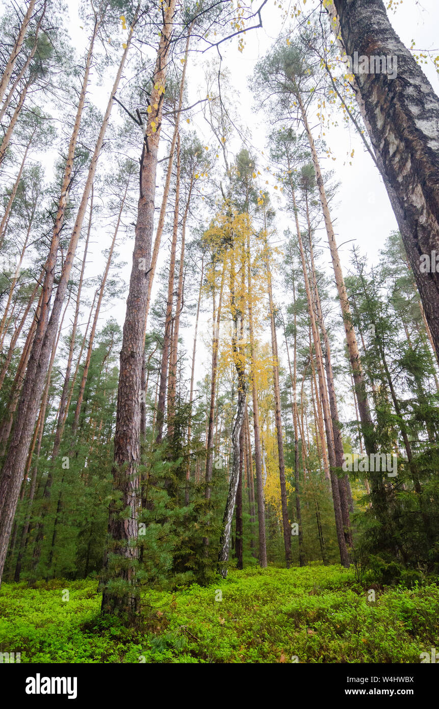 Trees in the forest with green growth Stock Photo - Alamy
