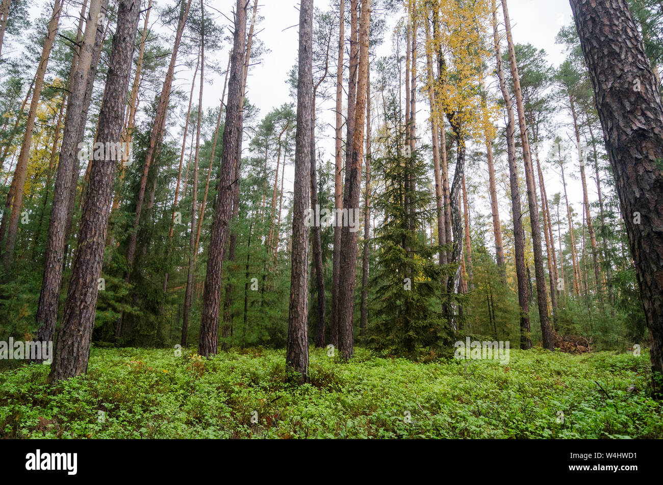 Trees in the forest with green growth Stock Photo - Alamy