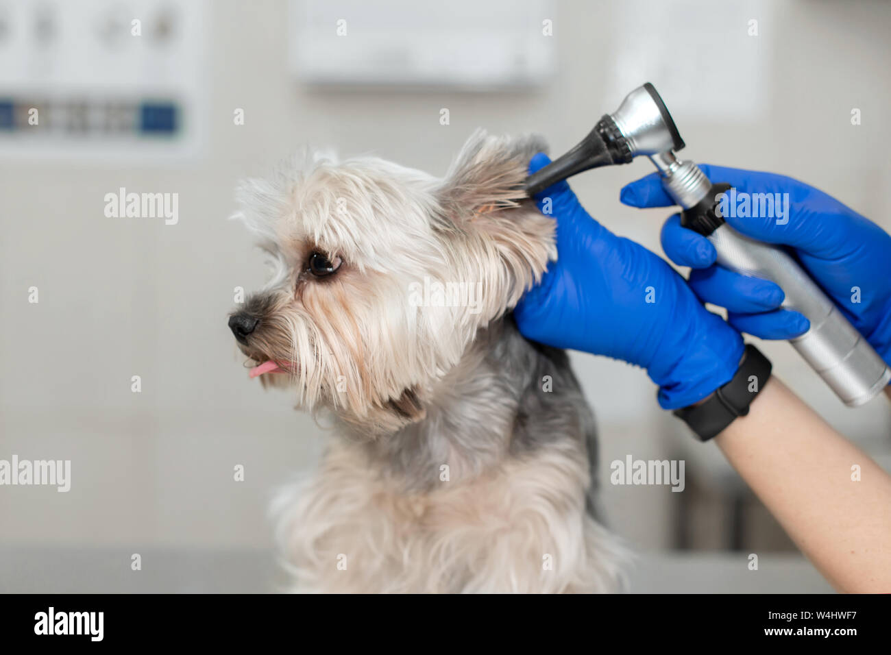 Beautiful vet doctor examines a small cute dog breed Yorkshire Terrier ...