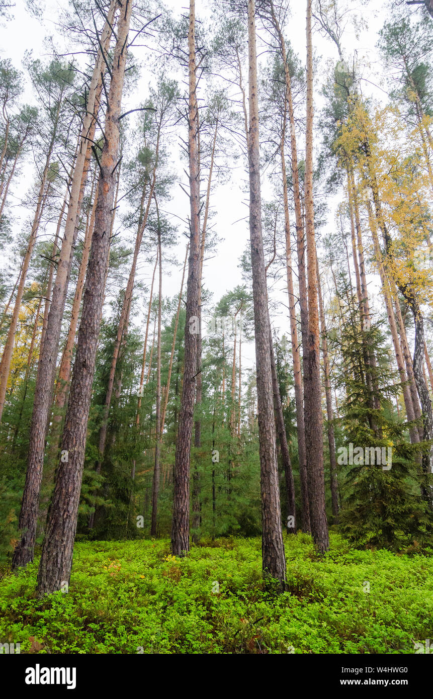 Trees in the forest with green growth Stock Photo - Alamy