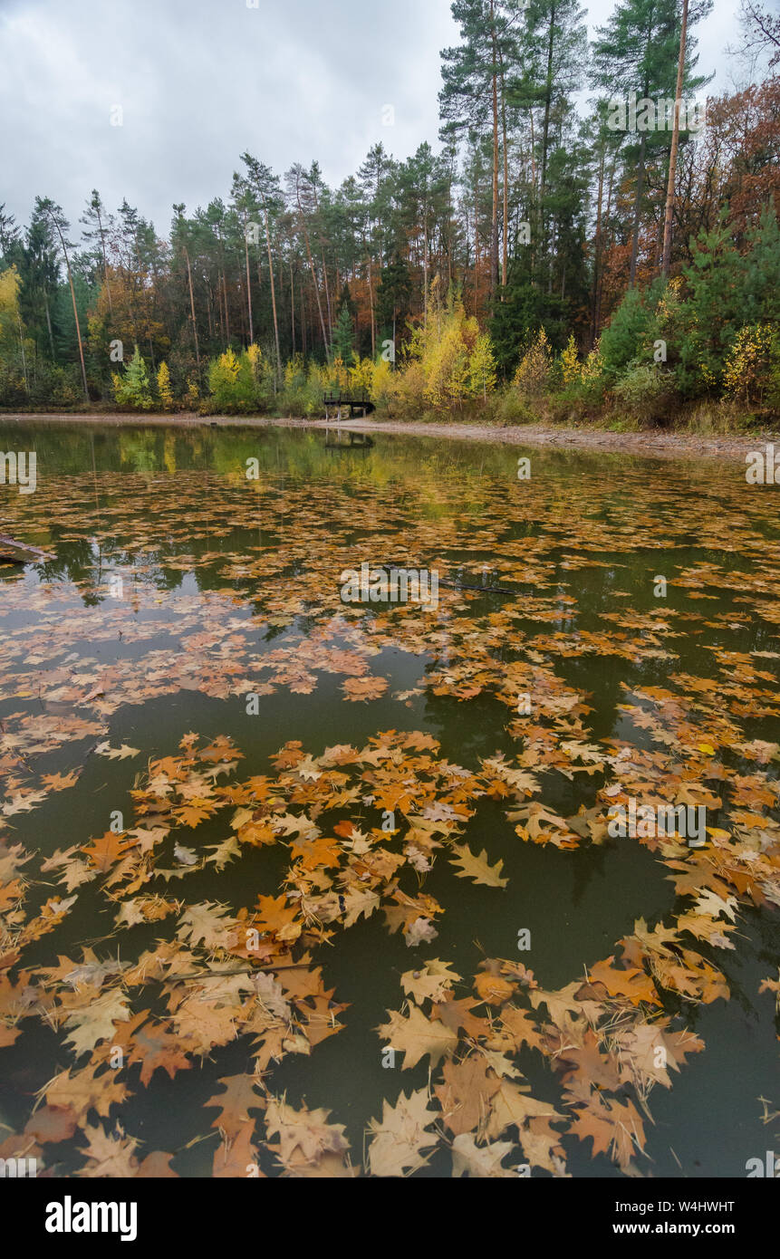 Autumn pond with leafes and colorful trees Stock Photo - Alamy