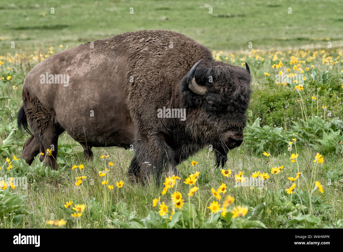 North America; United States; Montana; National Bison Range; Wildlife ...