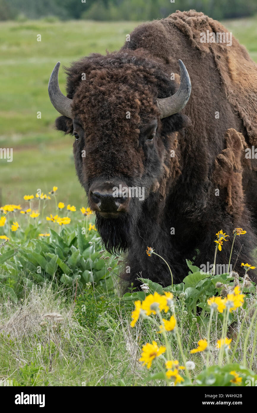 North America; United States; Montana; National Bison Range; Wildlife ...
