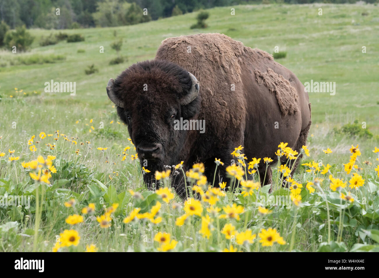 North America; United States; Montana; National Bison Range; Wildlife ...