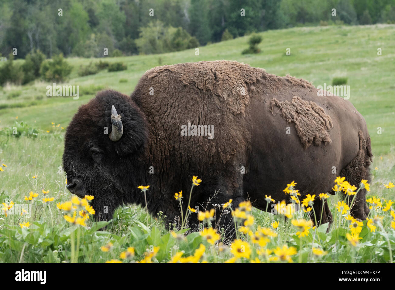 North America; United States; Montana; National Bison Range; Wildlife ...