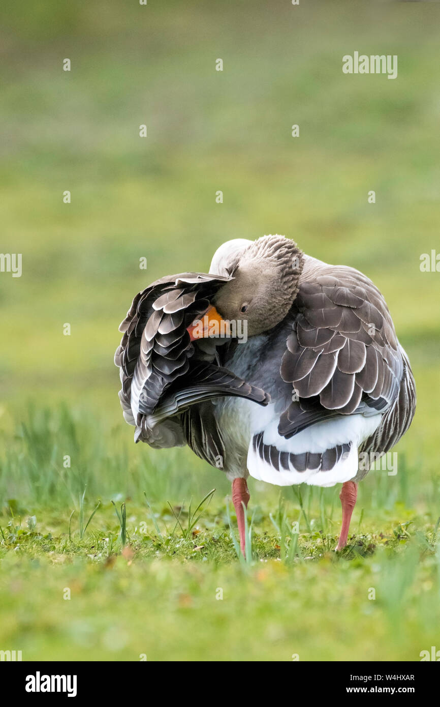 Greylag goose leg hi-res stock photography and images - Alamy