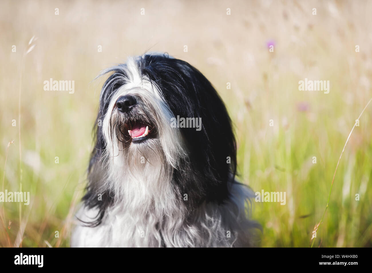 Tibetan dog breed hi-res stock photography and images - Alamy