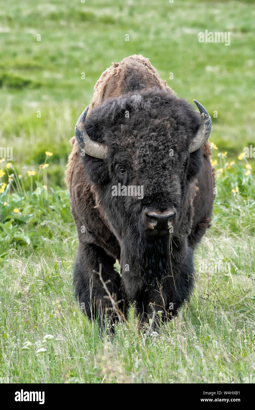 North America; United States; Montana; National Bison Range; Wildlife ...
