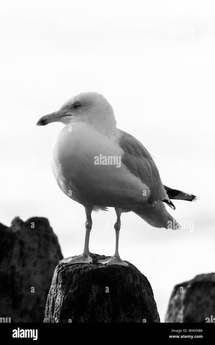 Gull common stand on the pole and watching Stock Photo - Alamy