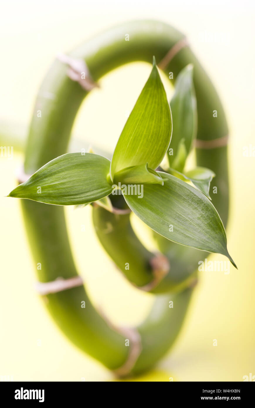 Spiral-shaped bamboo stem with leaves in the foreground Stock Photo - Alamy