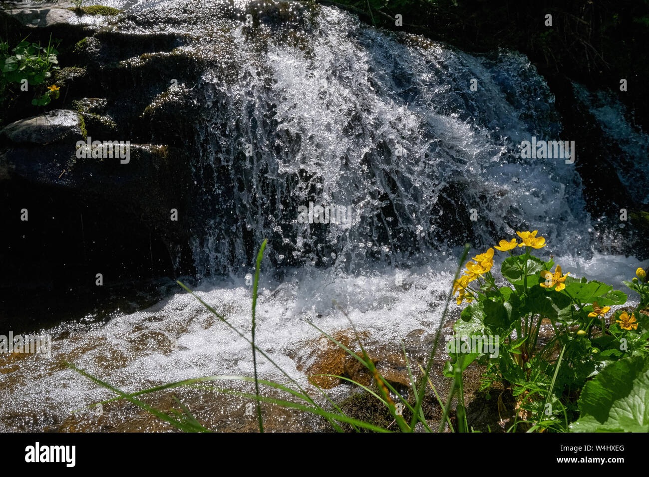 Summer mountain waterfall with limpid water and yellow Marsh Marigold ...