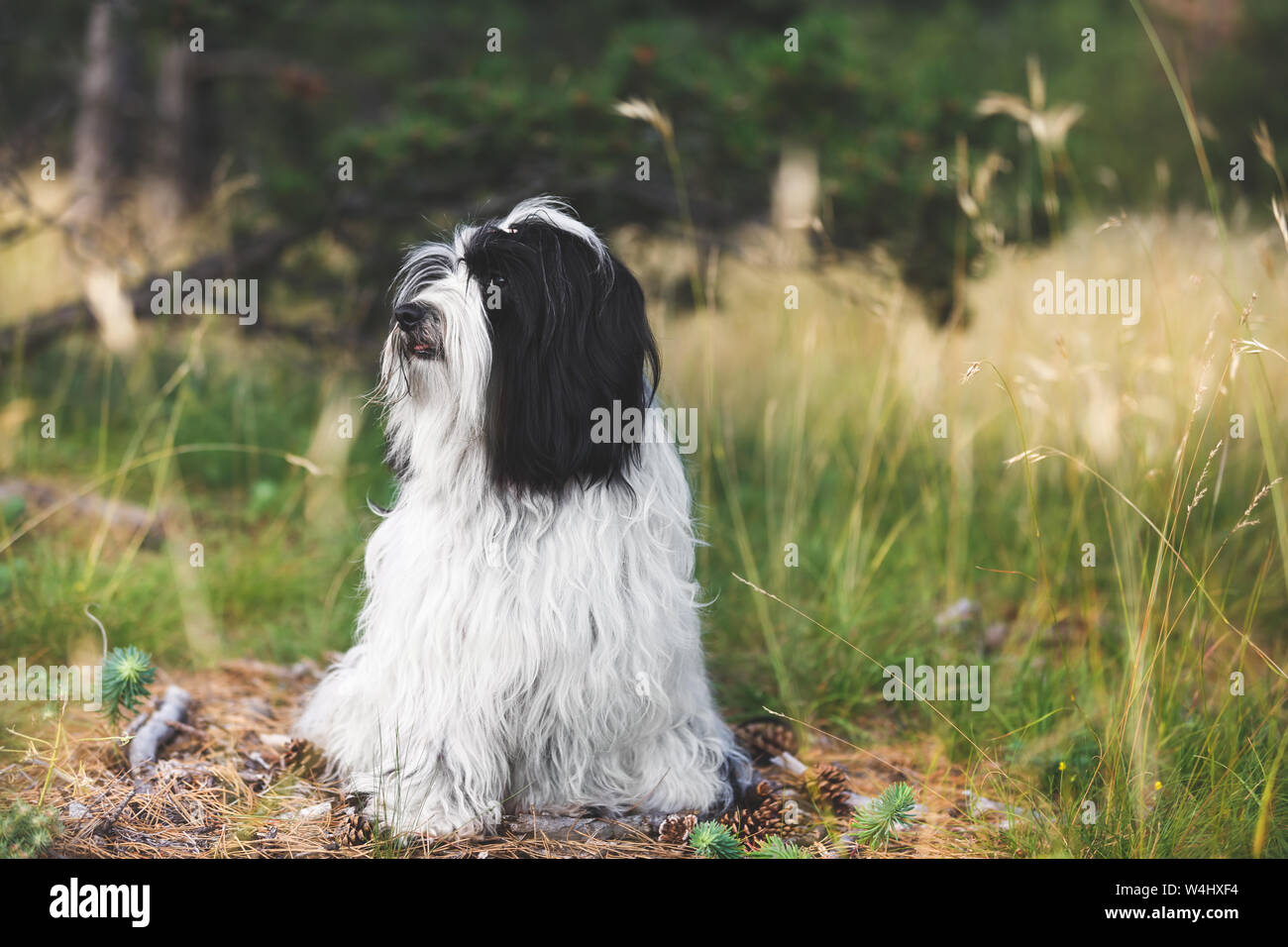 Tibetan terrier dog sitting on road between coniferous trees in forest ...