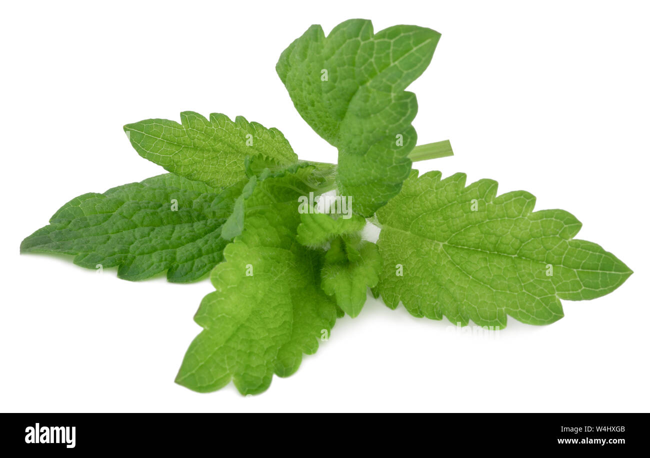 fresh green leaf of melissa isolated on white background Stock Photo ...