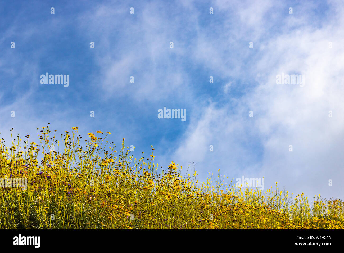 Scenic springtime landscape of bright orange vibrant vivid golden ...