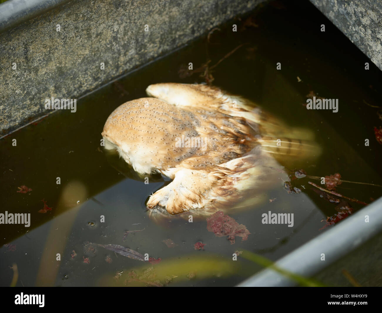 Dead owl in cattle trough on Kent farmland, England, United Kingdom ...