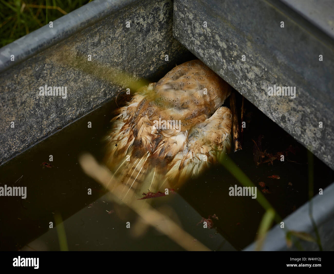 Dead Owl High Resolution Stock Photography and Images - Alamy