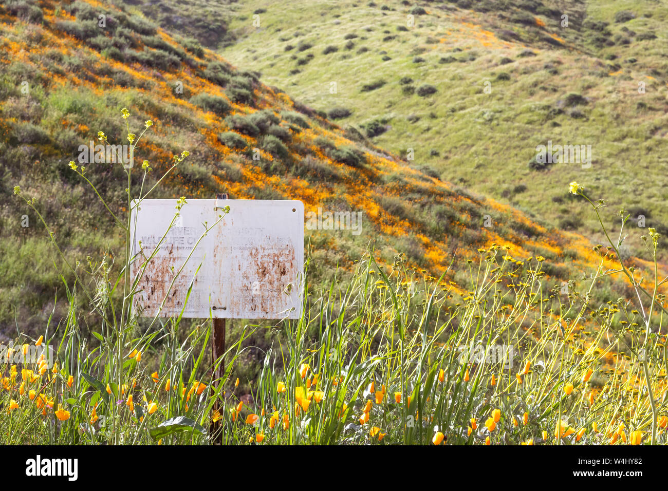 Bright orange vibrant vivid golden California poppies, seasonal spring ...