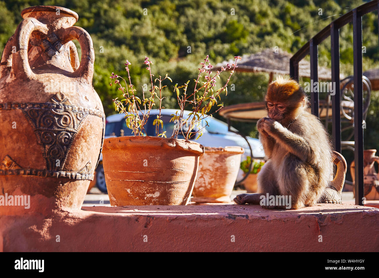 Domestic monkey hi-res stock photography and images - Alamy