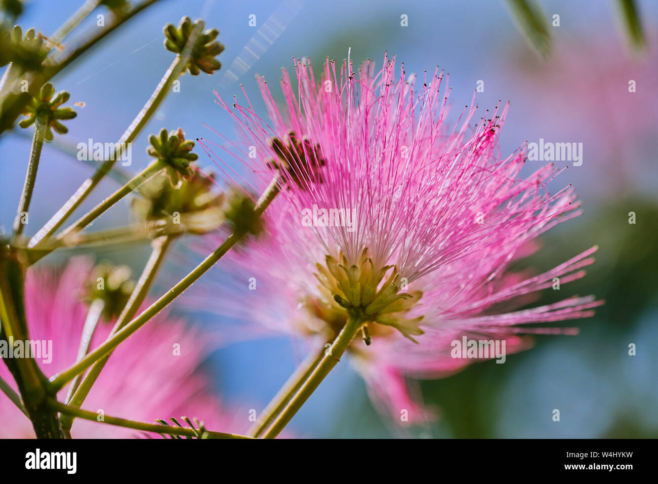 macro color photo of a silk tree blossom -Albizia julibrissin Stock ...