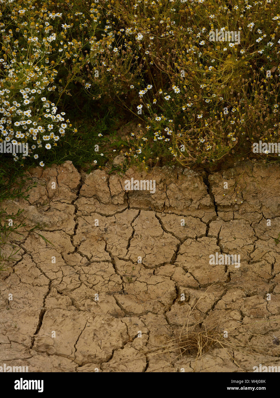 panoramic environmental landscape of cracked earth and daisy-like ...
