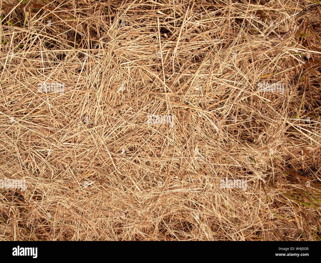 Hay dry texture with close up image use for background image Stock ...