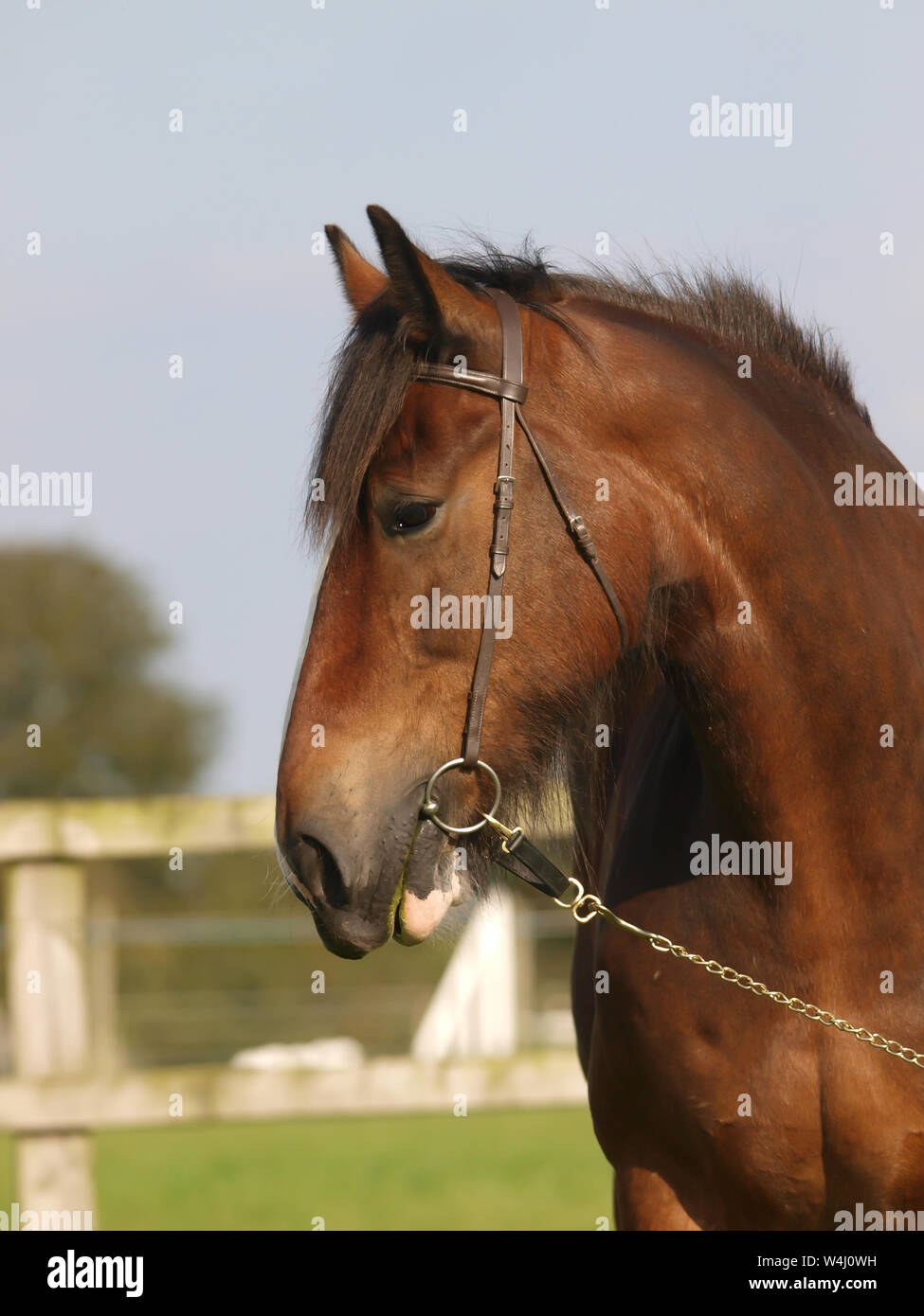 Bay shire horse hi-res stock photography and images - Alamy