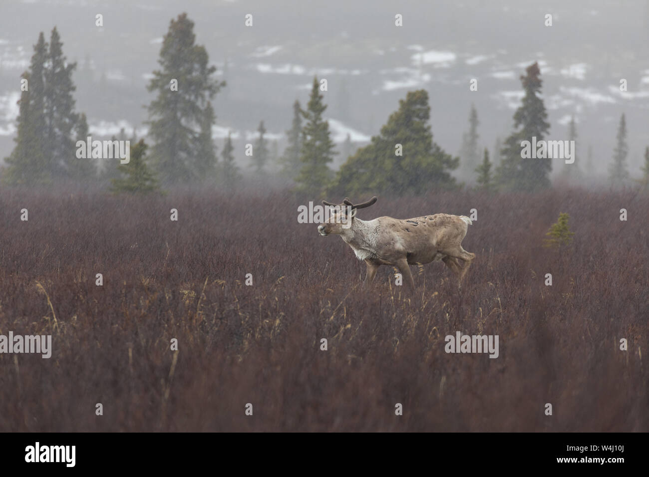 Caribou Reindeer Denali National Park High Resolution Stock Photography ...