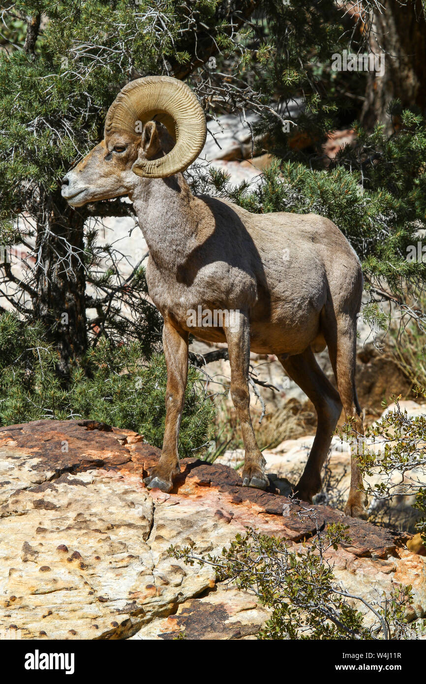 Big Horn Sheep Ram Stock Photo - Alamy