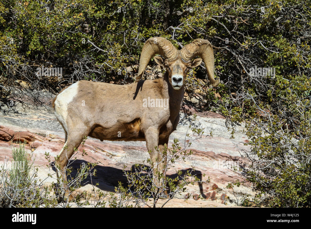 Desert bighorn sheep horn hi-res stock photography and images - Alamy
