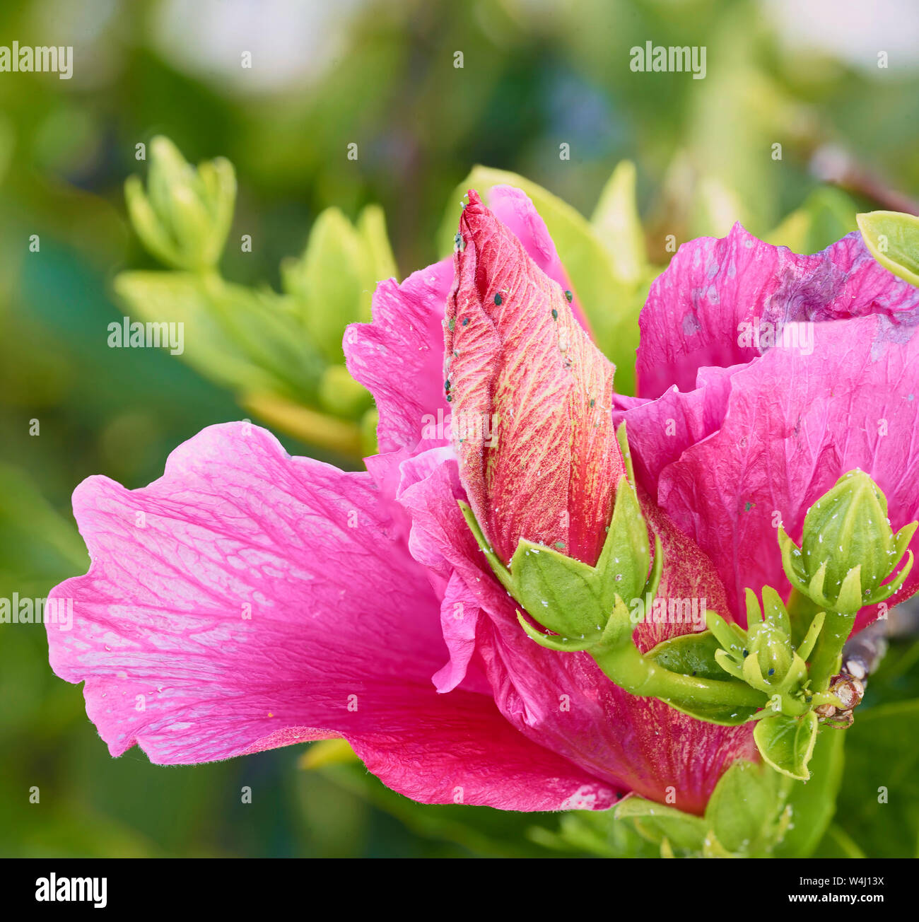 Hibiscus flower nature close-up Stock Photo - Alamy