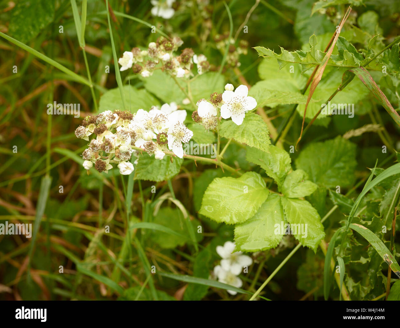 Blackberry flowers and leaves in close-up nature photograph Stock Photo ...