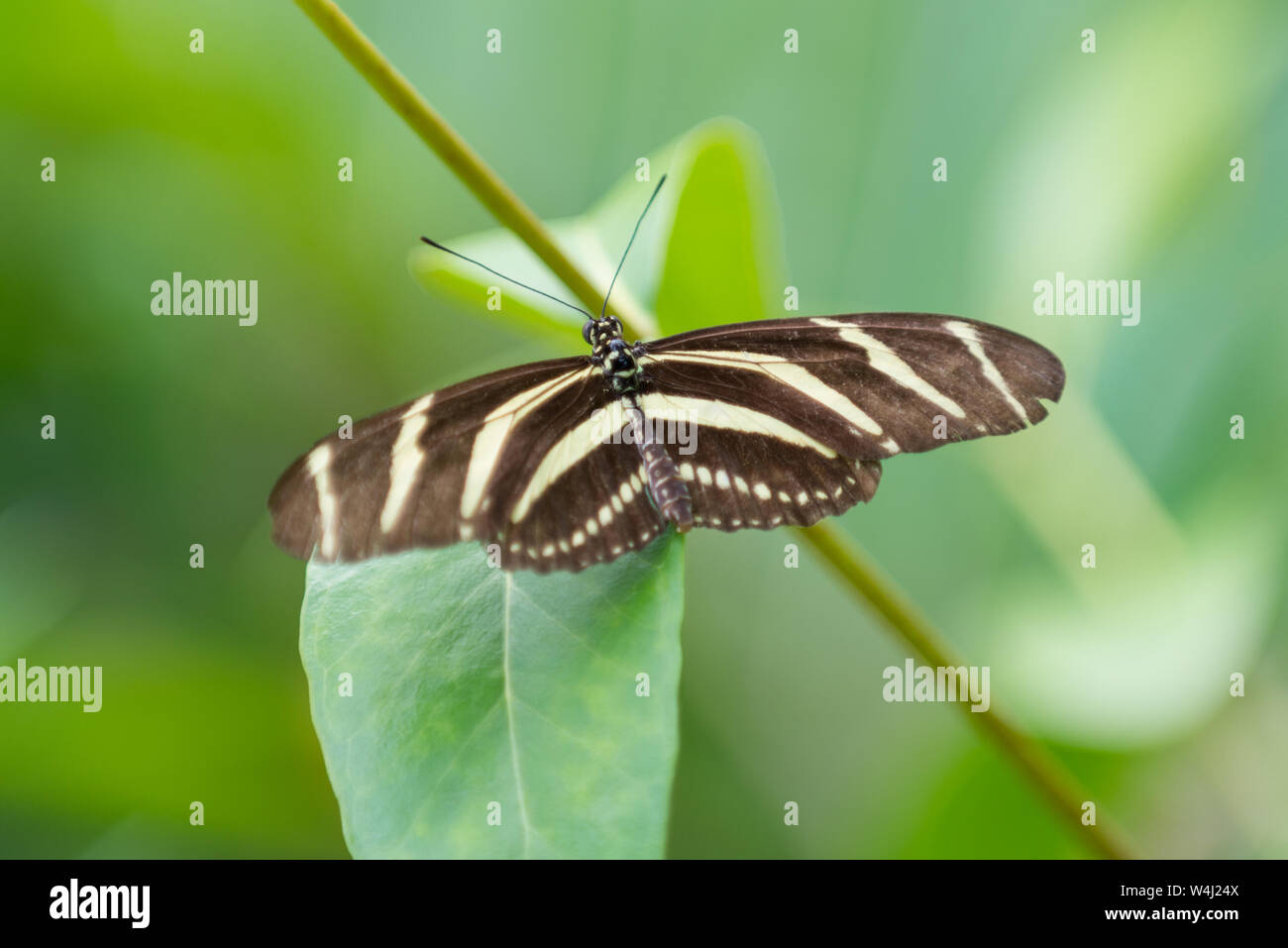 Zebra longwing butterfly ( Heliconius charitonius Stock Photo - Alamy