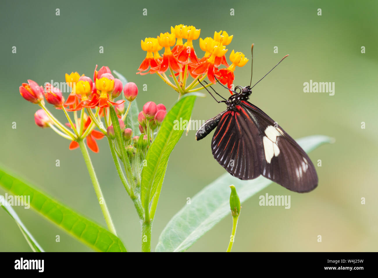 Doris longwing butterfly ( Heliconius doris Stock Photo - Alamy