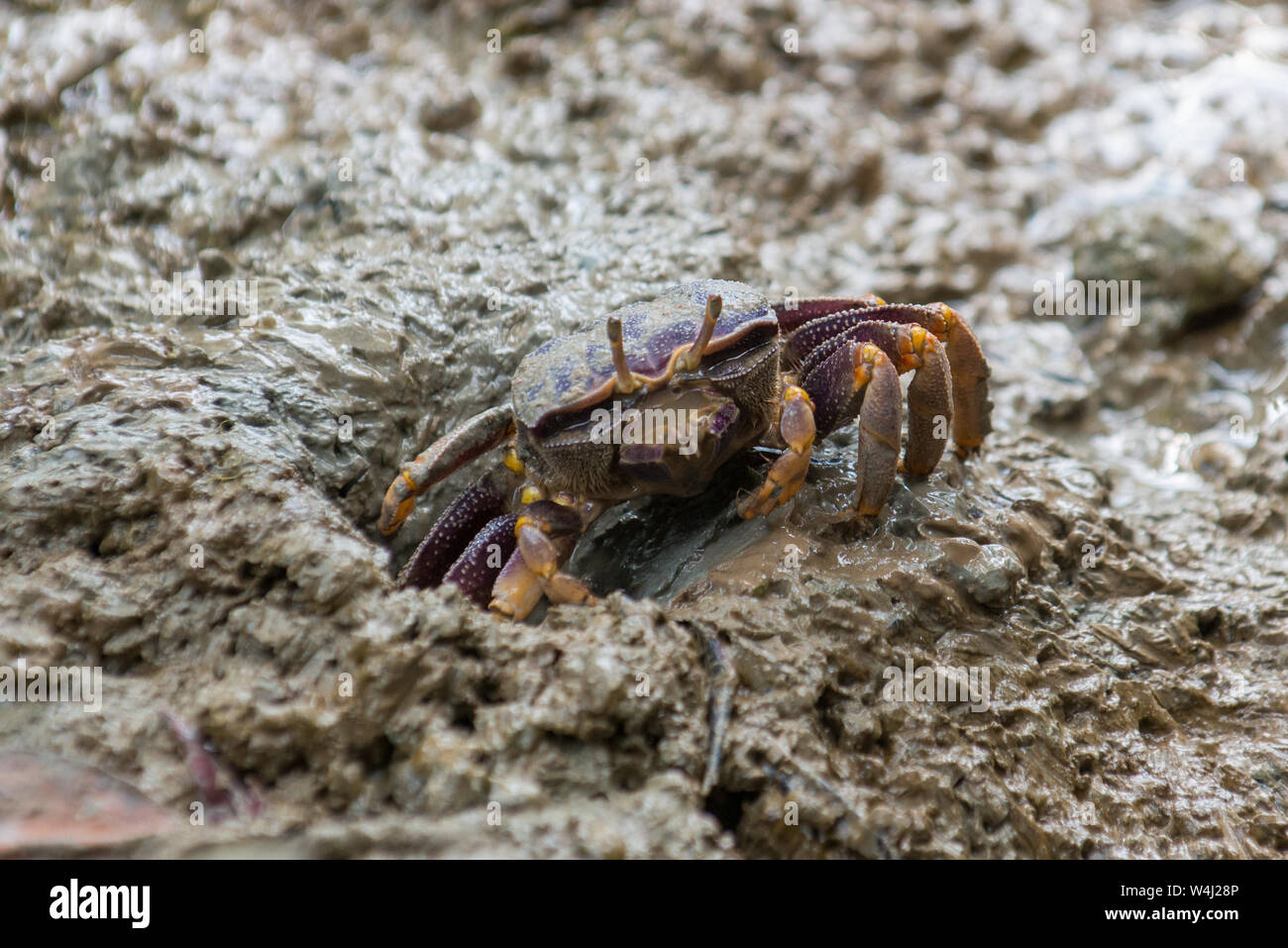 Fiddler crab ( Uca tangeri Stock Photo - Alamy