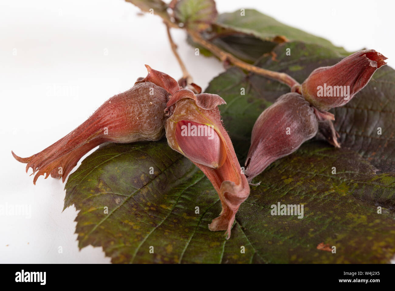 Fresh unripe hazelnuts on a white kitchen table. Fruits and leaves of ...