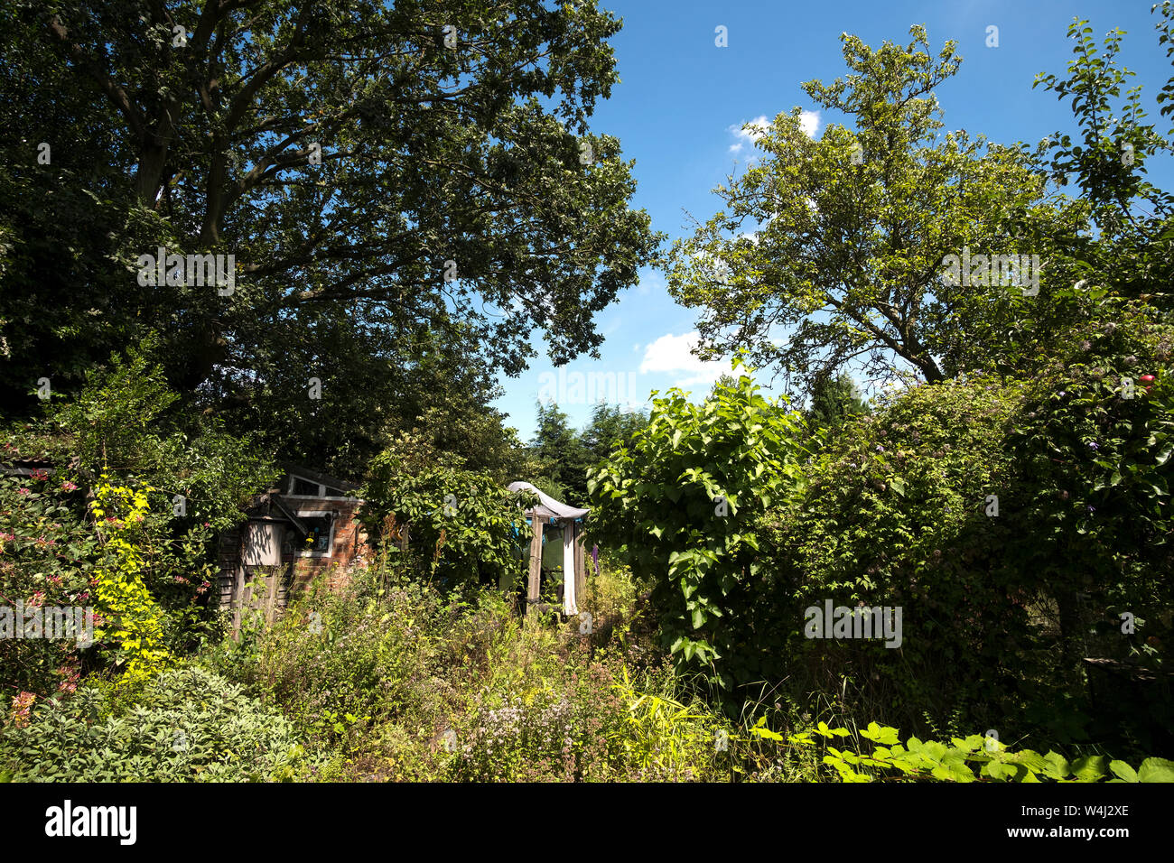 Overgrown summer garden background Stock Photo - Alamy
