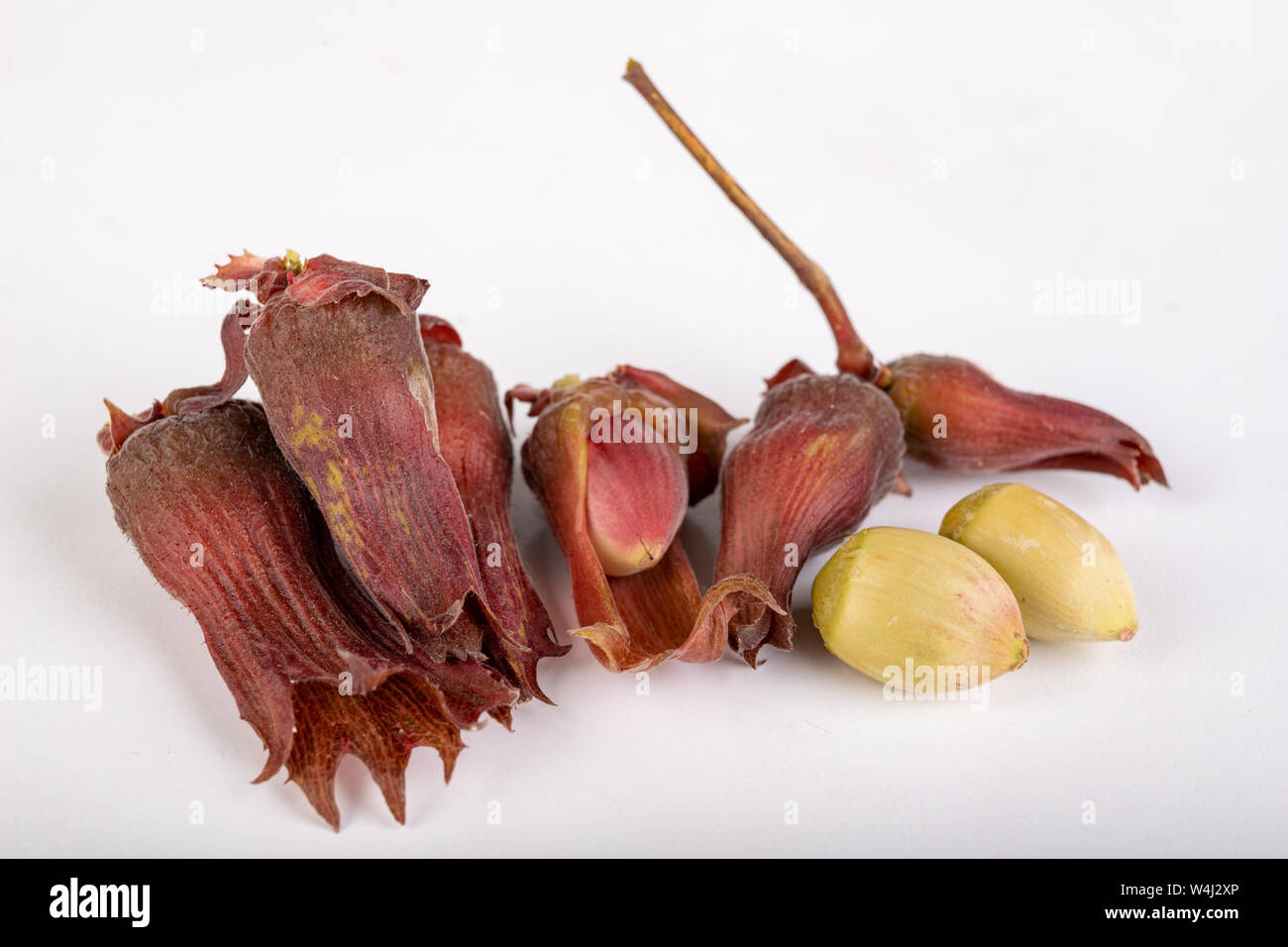 Fresh unripe hazelnuts on a white kitchen table. Fruits and leaves of ...