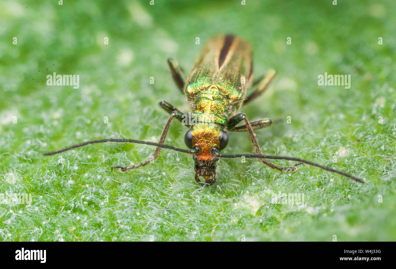 Female swollen thighed beetle hi-res stock photography and images - Alamy