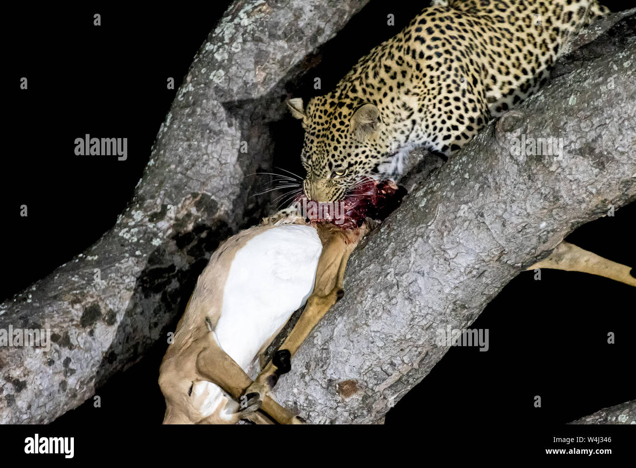 A leopard, Panthera pardus, with its prey, an impala, in a tree Stock ...