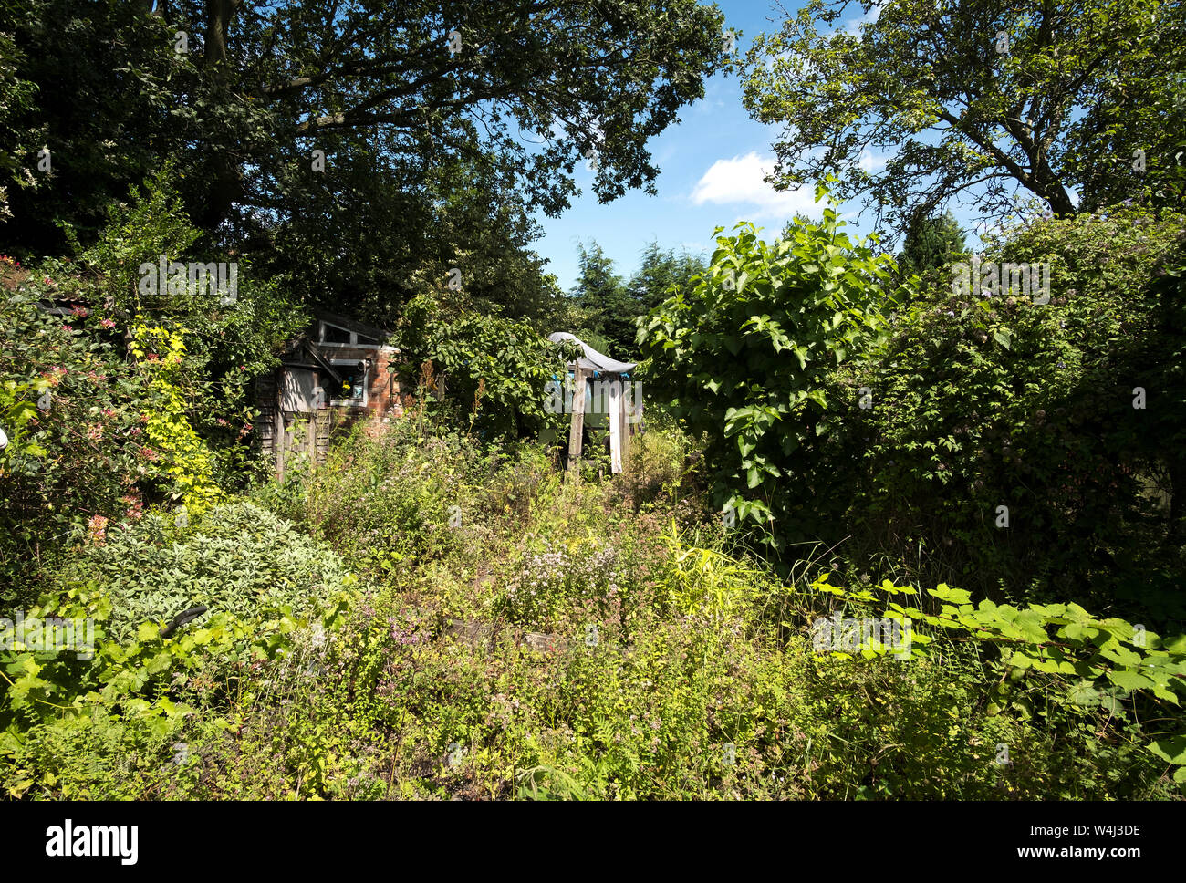 Overgrown summer garden background Stock Photo - Alamy