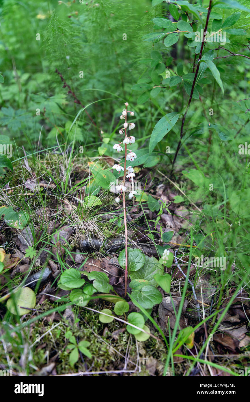 Pyrola rotundifolia. Medicinal herb. Preparation of raw materials for ...